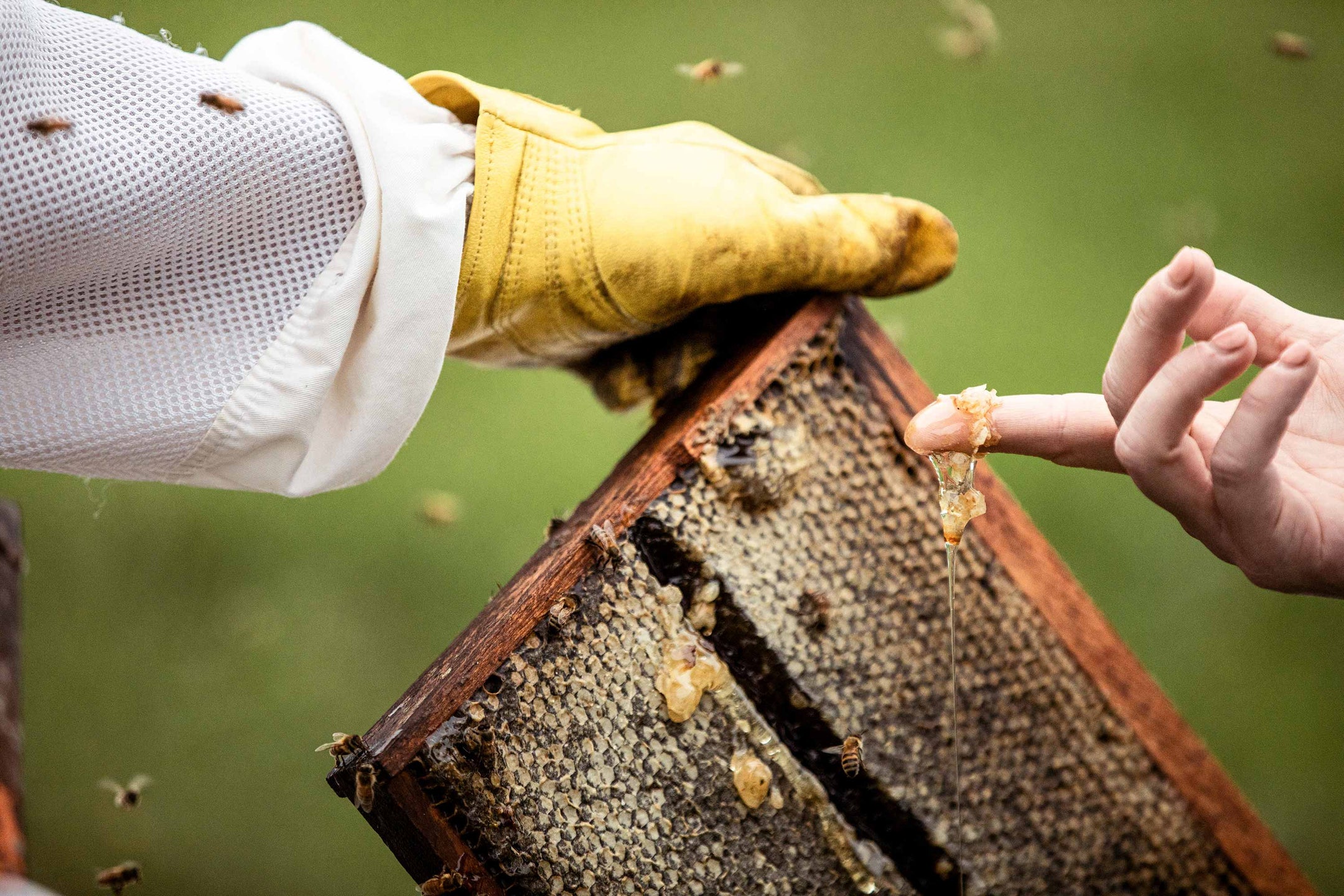 Adee Honey Farms | Real Premium Honey Since 1957